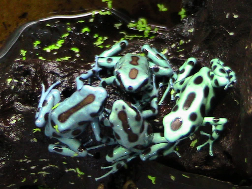 Turquoise & Bronze – Auratus Morphs Resurrected
