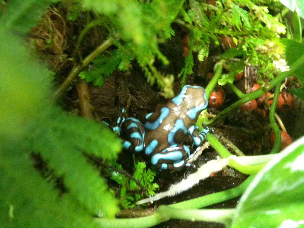 Super Blue – Auratus Morphs Resurrected